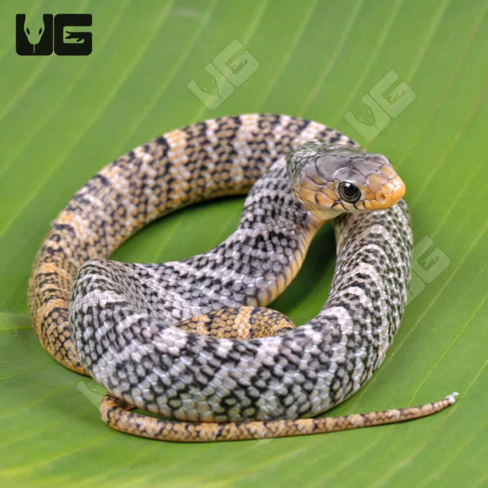 Yellowtail Cribo For Sale - Underground Reptiles