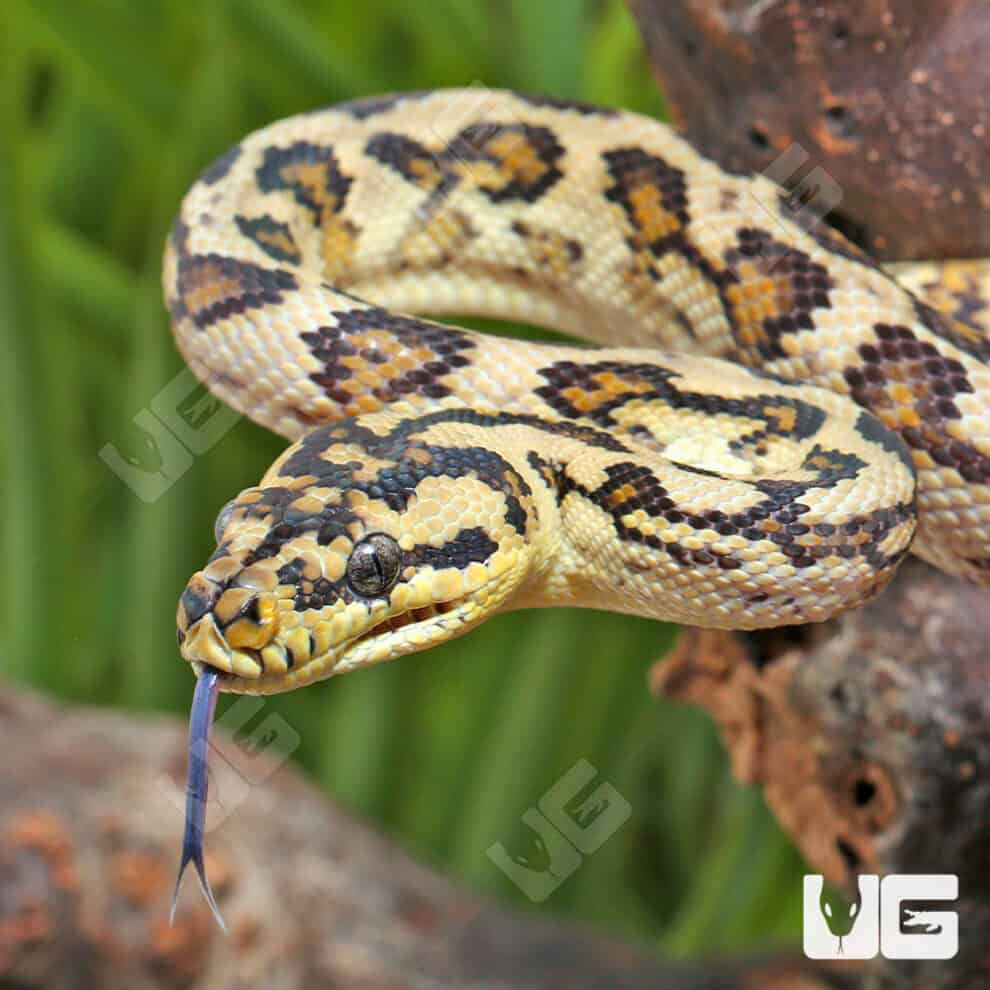 Shop Reptiles, Amphibians, Inverts & More - Underground Reptiles