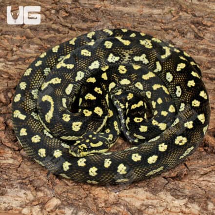 Female Diamond Jungle Carpet Python For Sale - Underground Reptiles