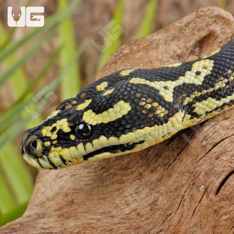 Female Diamond Jungle Carpet Python For Sale - Underground Reptiles
