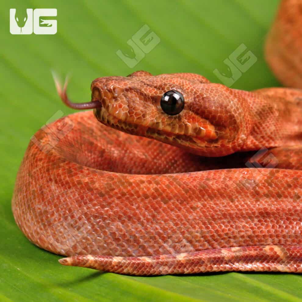 Boas For Sale - Underground Reptiles