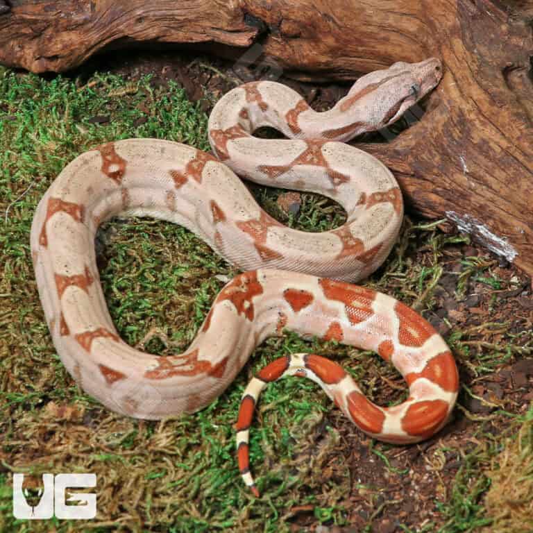 Boas For Sale - Underground Reptiles
