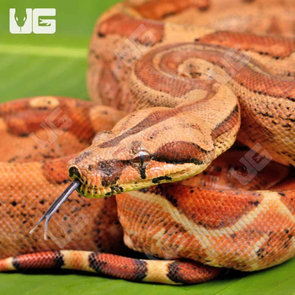 Boas For Sale - Underground Reptiles