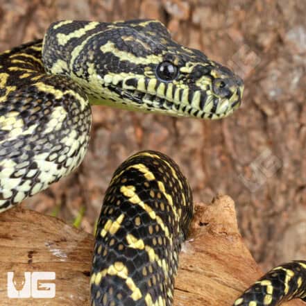 Jungle Carpet Python WOW Line For Sale - Underground Reptiles