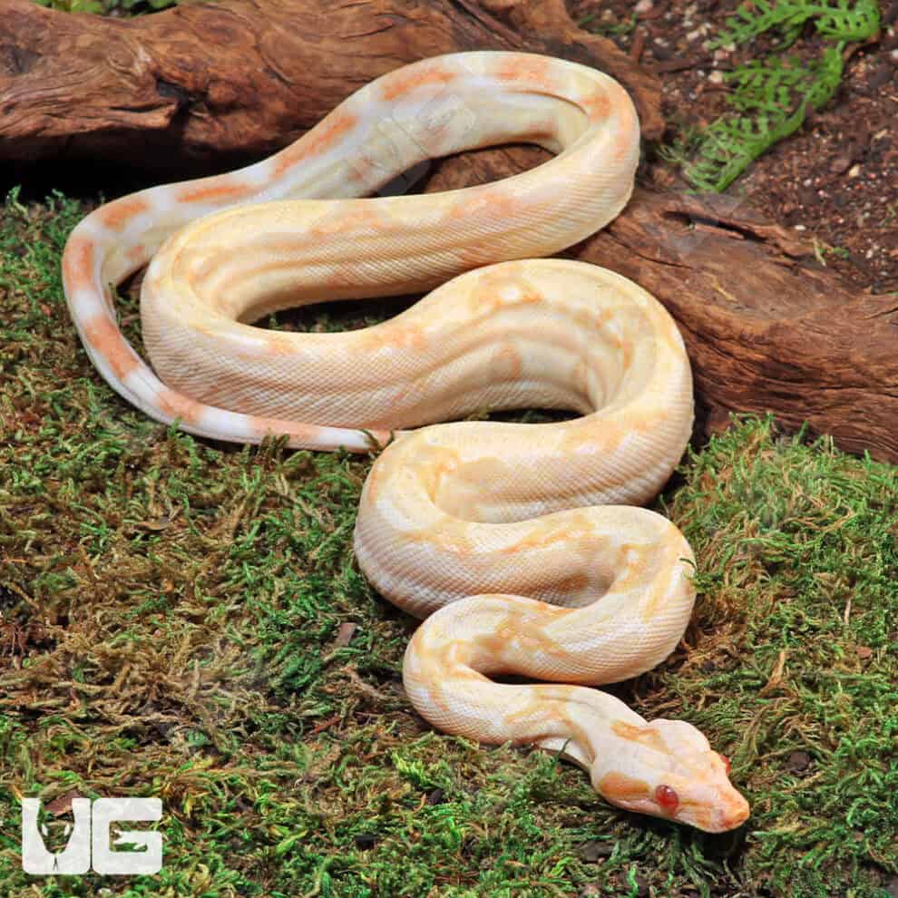 Boas For Sale - Underground Reptiles