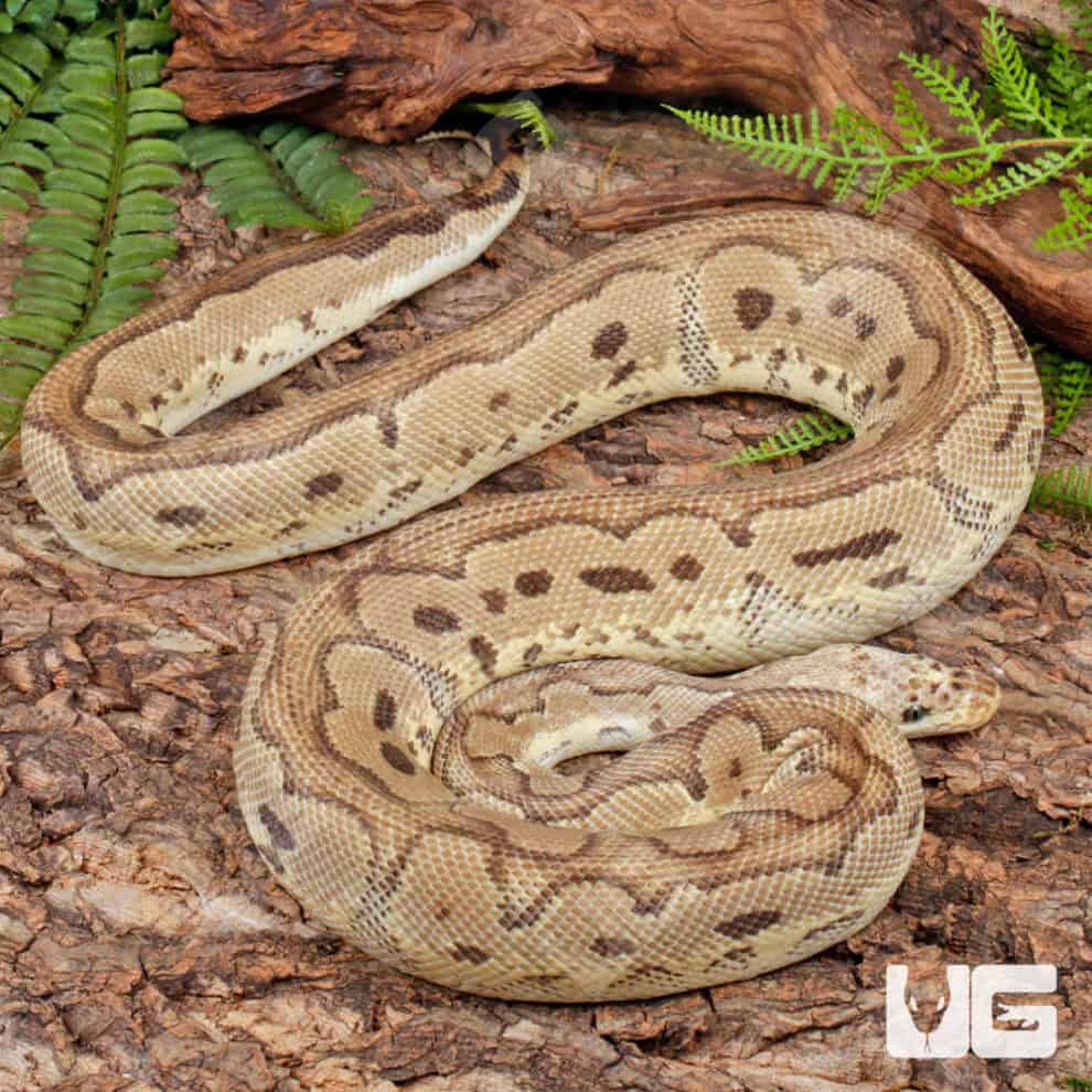 Pastel Clown Ball Pythons For Sale - Underground Reptiles