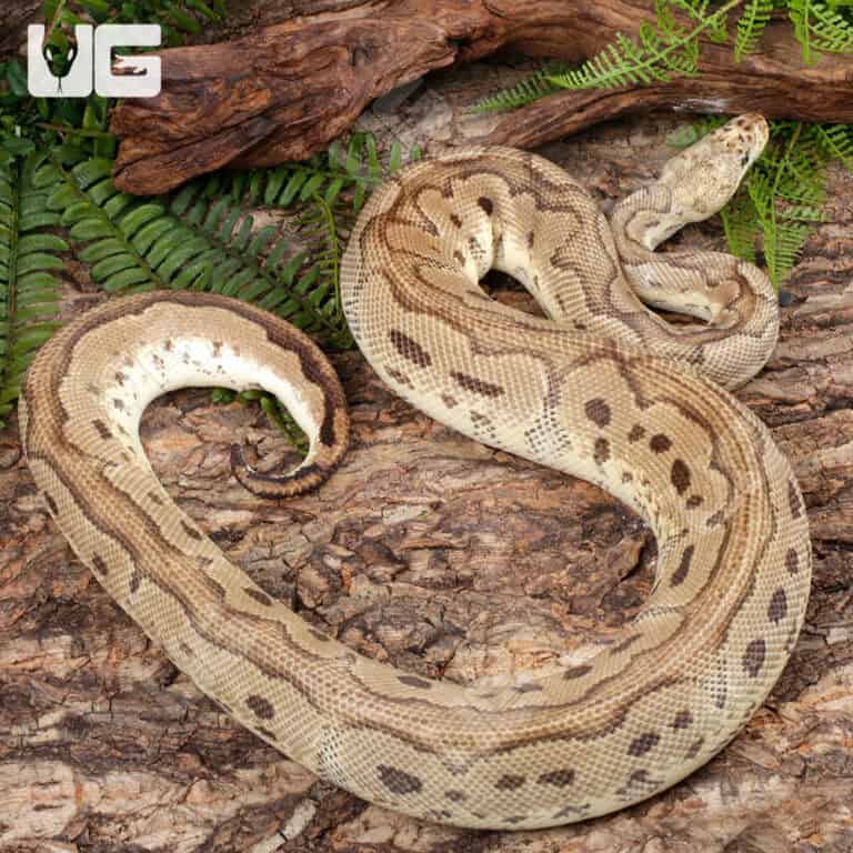 Ball Pythons For Sale - Underground Reptiles