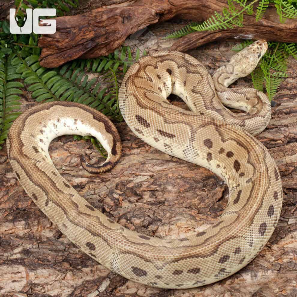 Ball Pythons For Sale - Underground Reptiles