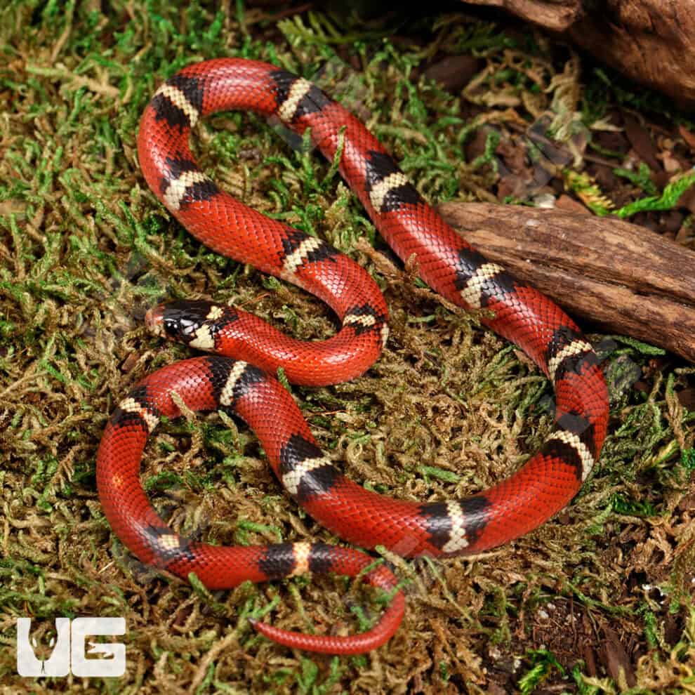 Milksnakes For Sale - Underground Reptiles