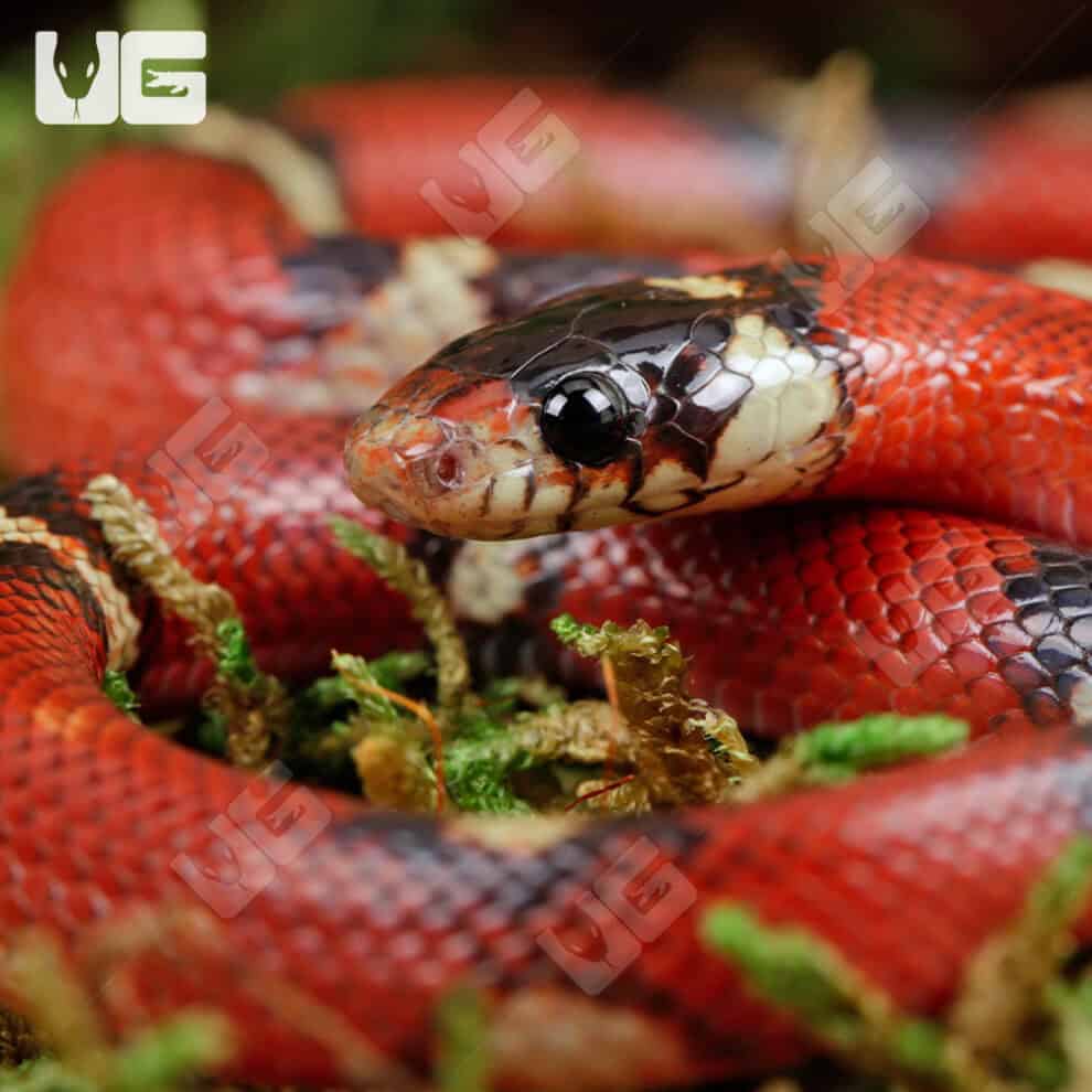 Milksnakes For Sale - Underground Reptiles