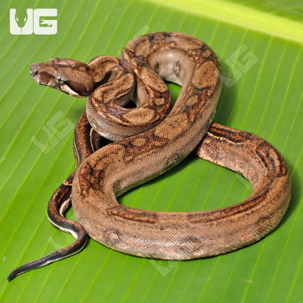 Ball Pythons For Sale - Underground Reptiles