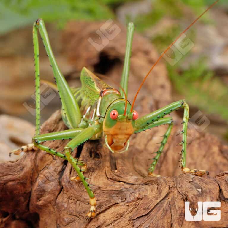 Red Eyed Katydid For Sale - Underground Reptiles