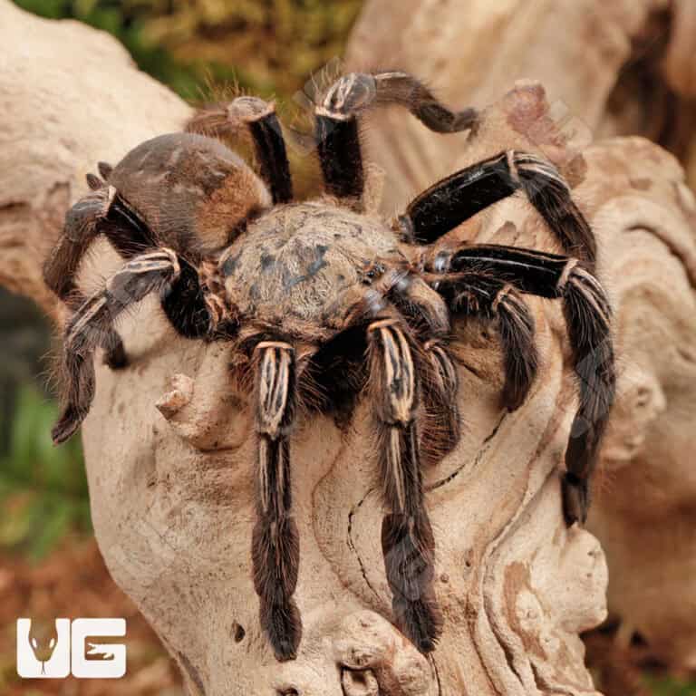 Skeleton Leg Tarantula (Ephebopus murinus) For Sale - Underground Reptiles