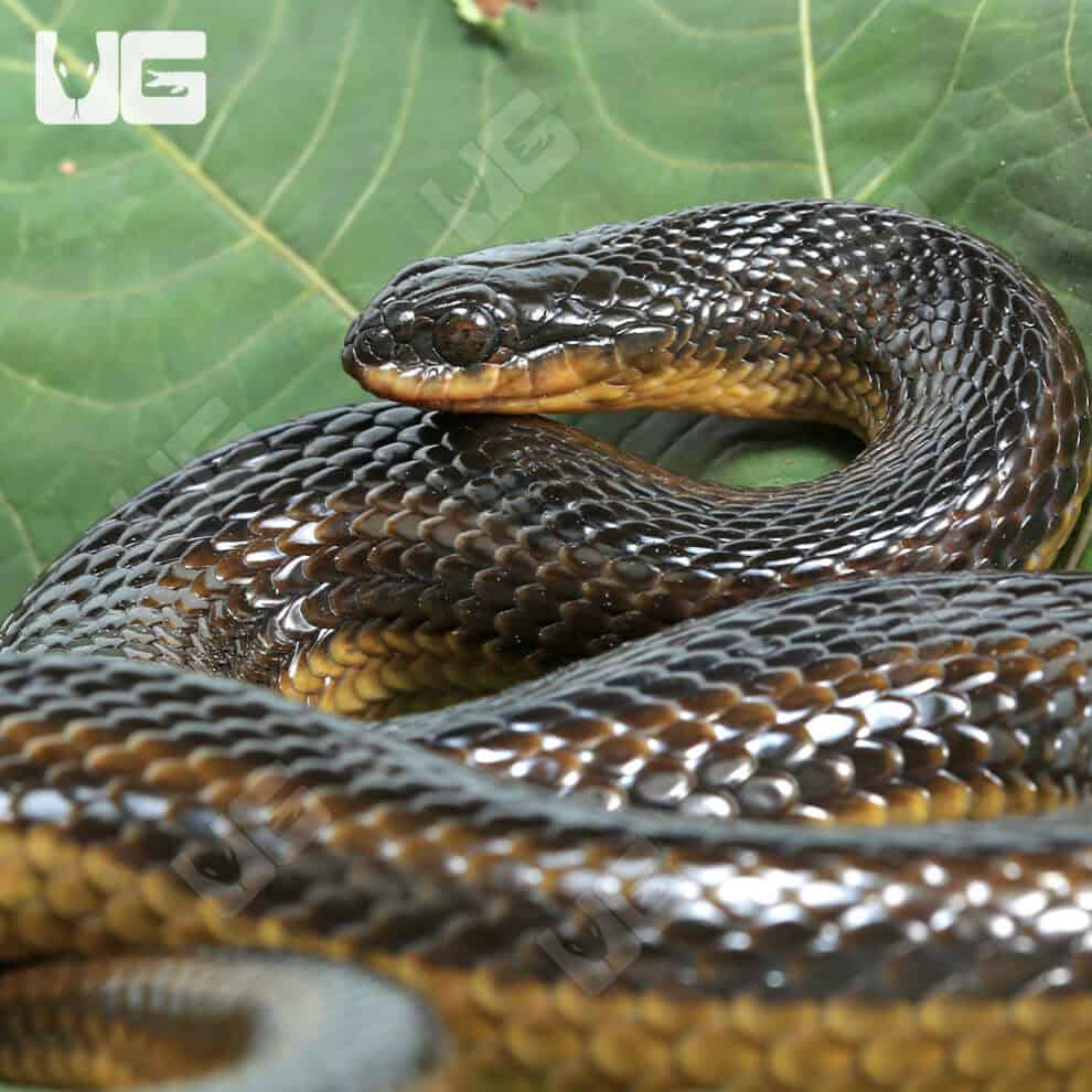 Other Snakes For Sale - Underground Reptiles