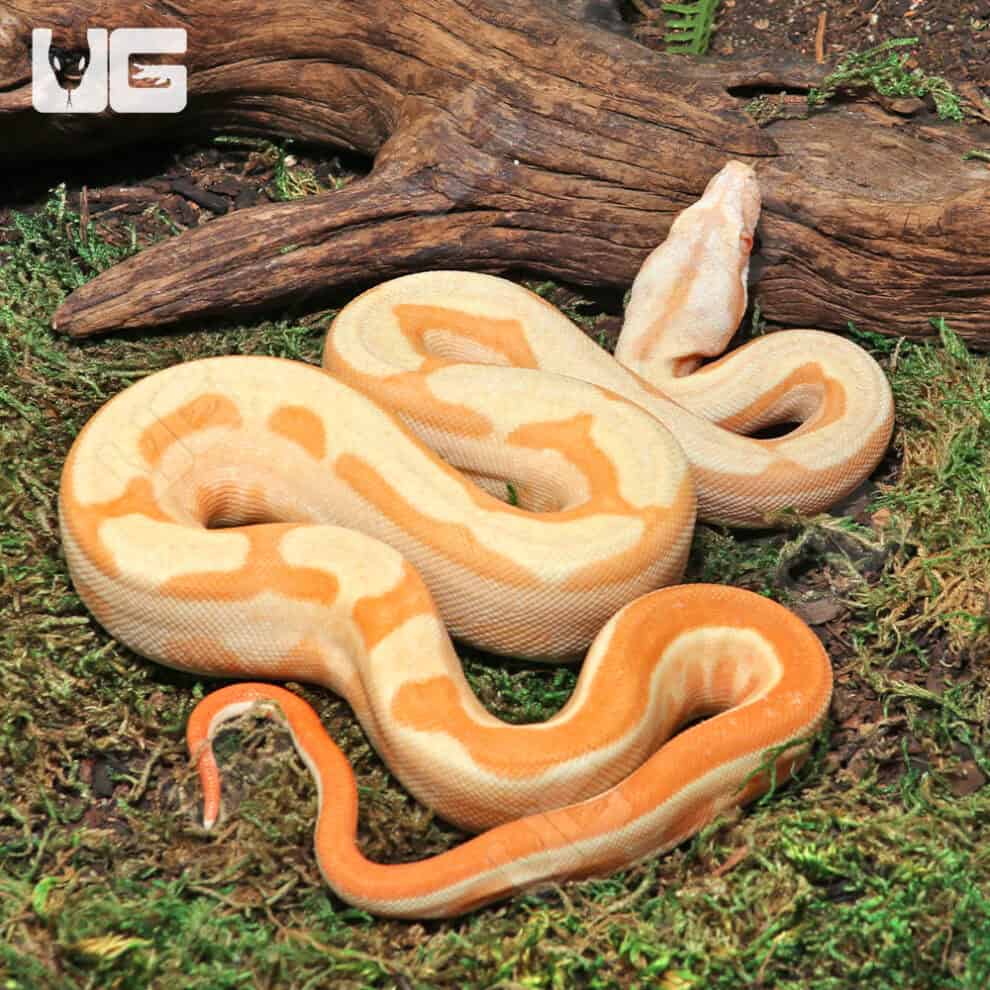 Ball Pythons For Sale - Underground Reptiles