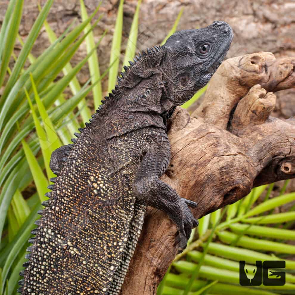 Indonesian Giant Sailfin Dragons For Sale - Underground Reptiles