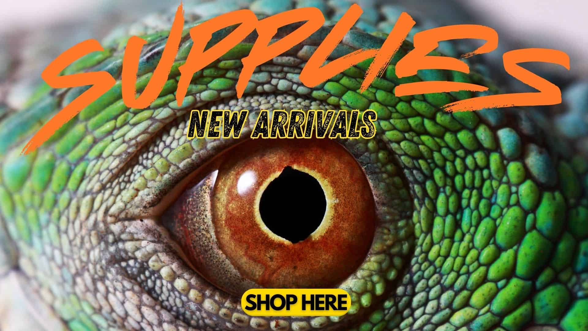 Underground Reptiles - Exotic Reptiles, Amphibians, Lizards and Mammals