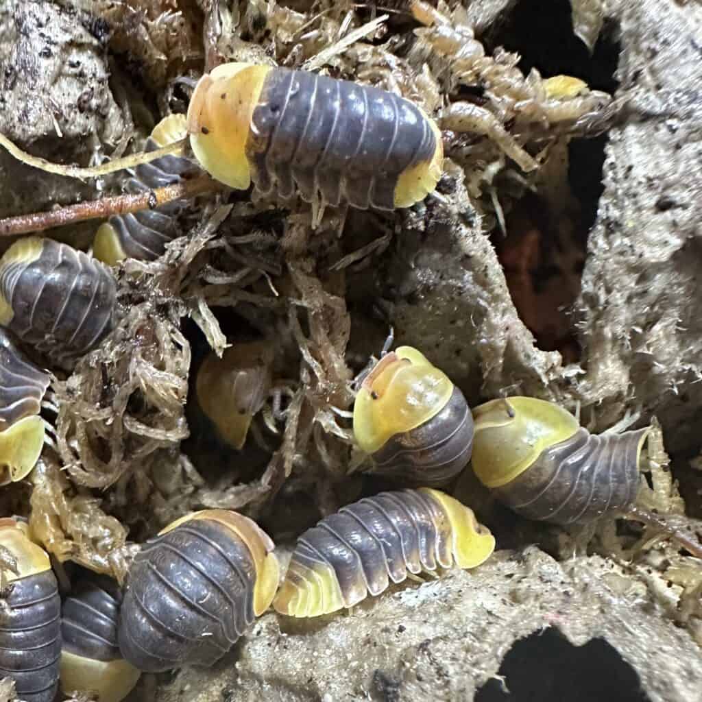 Isopods For Sale - Underground Reptiles