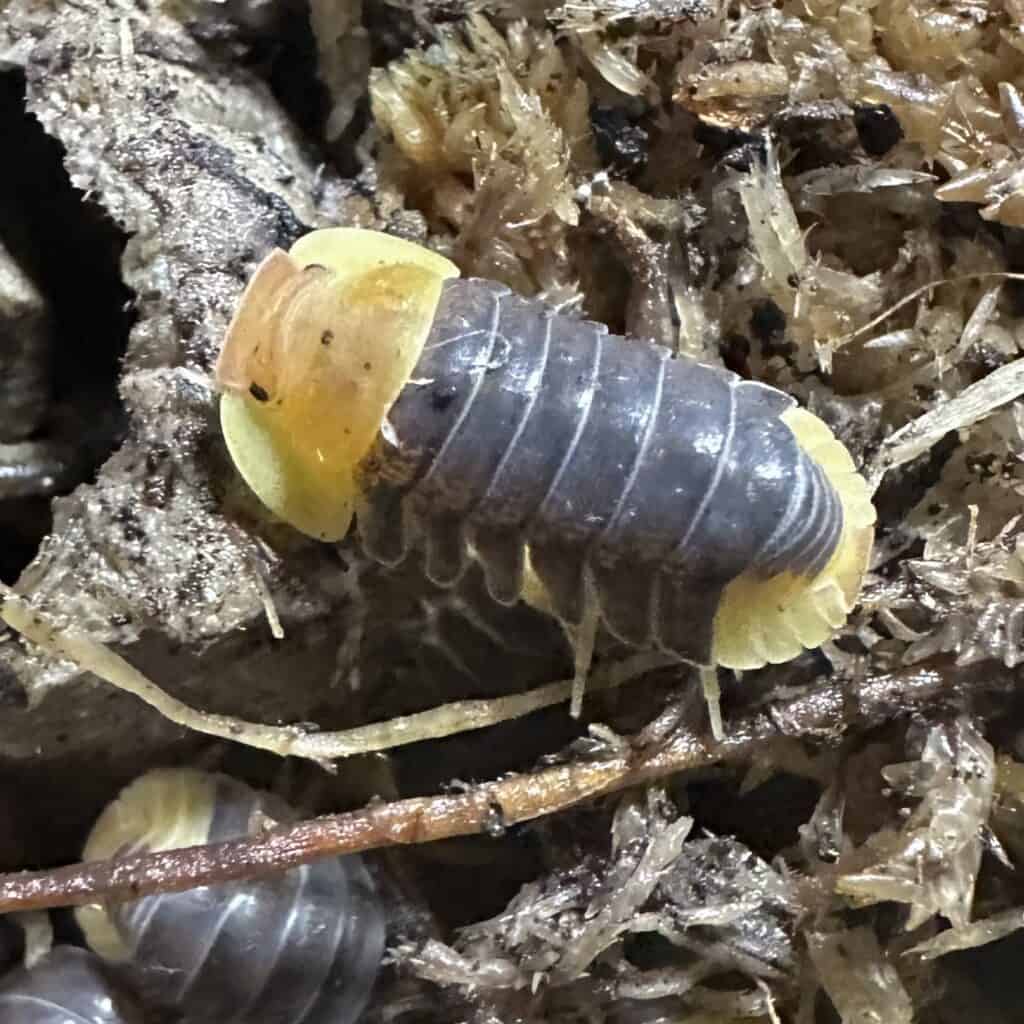 Isopods For Sale - Underground Reptiles