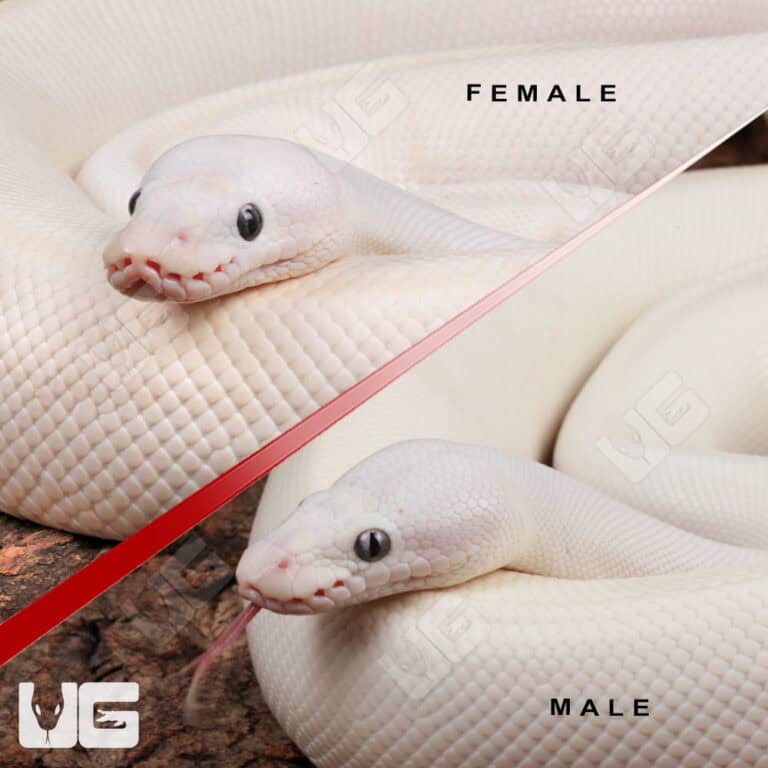 Blue Eye Leucistic Ball Python For Sale - Underground Reptiles