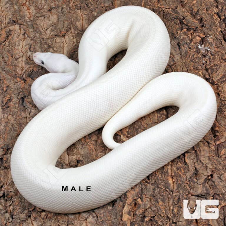 Blue Eye Leucistic Ball Python For Sale - Underground Reptiles