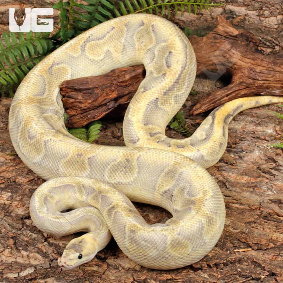 Ball Pythons For Sale - Underground Reptiles