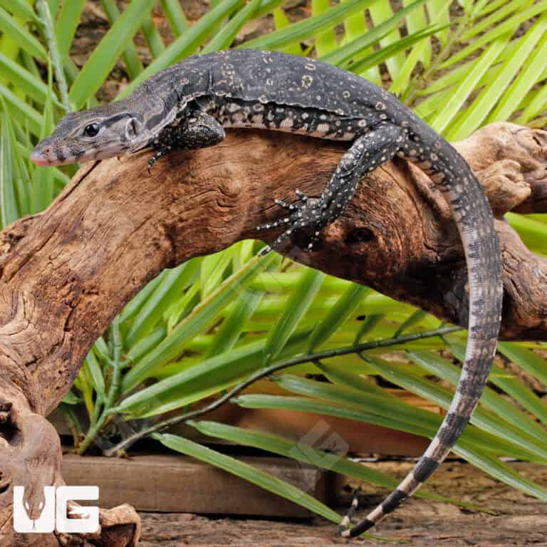 Monitors For Sale - Underground Reptiles