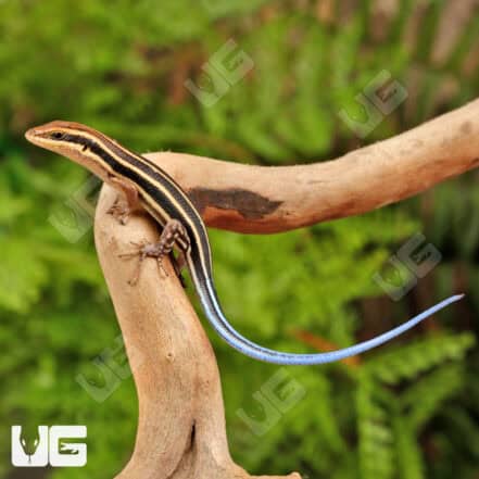 Blue Tailed Skinks For Sale - Underground Reptiles