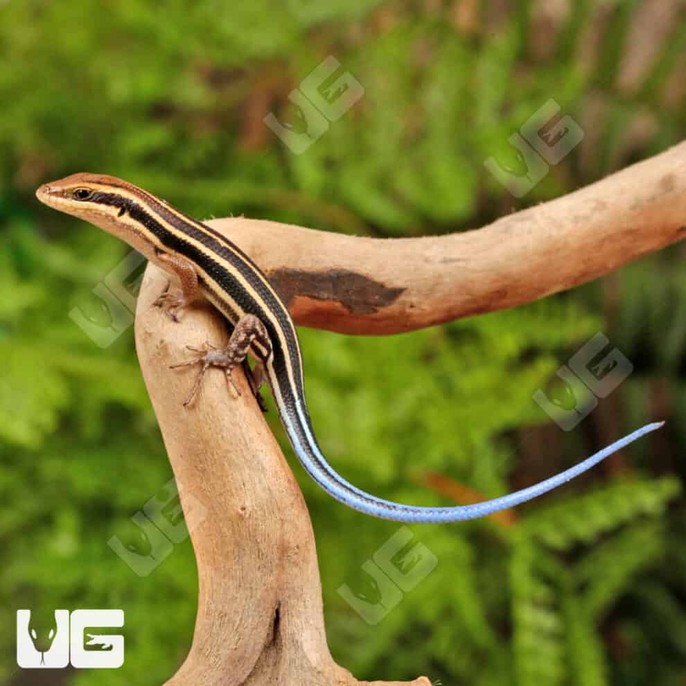 Blue Tailed Skinks For Sale - Underground Reptiles