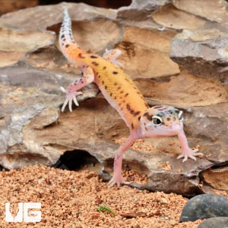 Baby Enigma Leopard Geckos For Sale - Underground Reptiles
