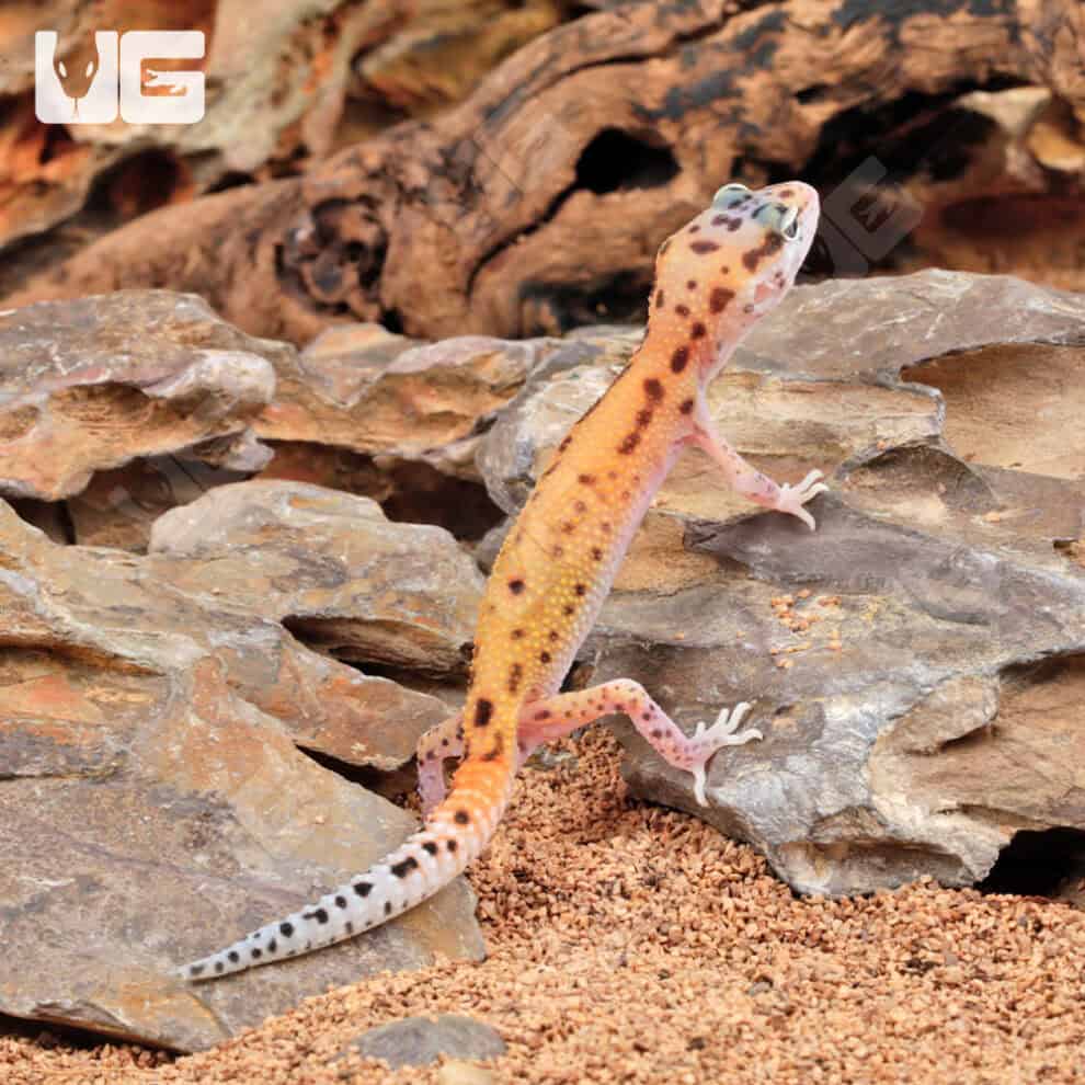 Baby Enigma Leopard Geckos For Sale - Underground Reptiles