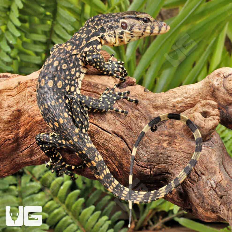 Javan Water Monitors (Varanus salvator) For Sale - Underground Reptiles