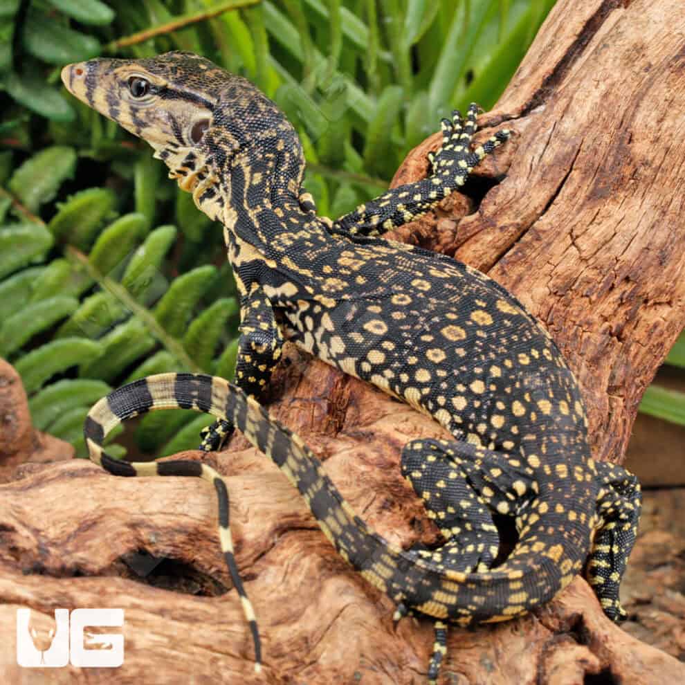 Javan Water Monitors (Varanus salvator) For Sale - Underground Reptiles