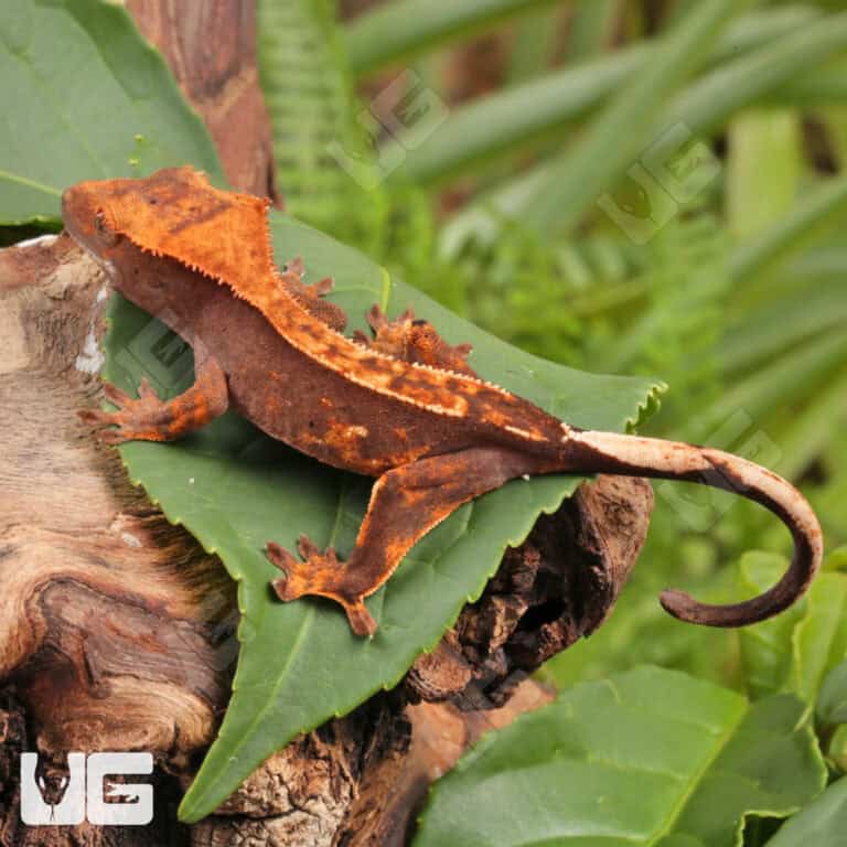 Baby Red Phantom Crested Geckos For Sale - Underground Reptiles