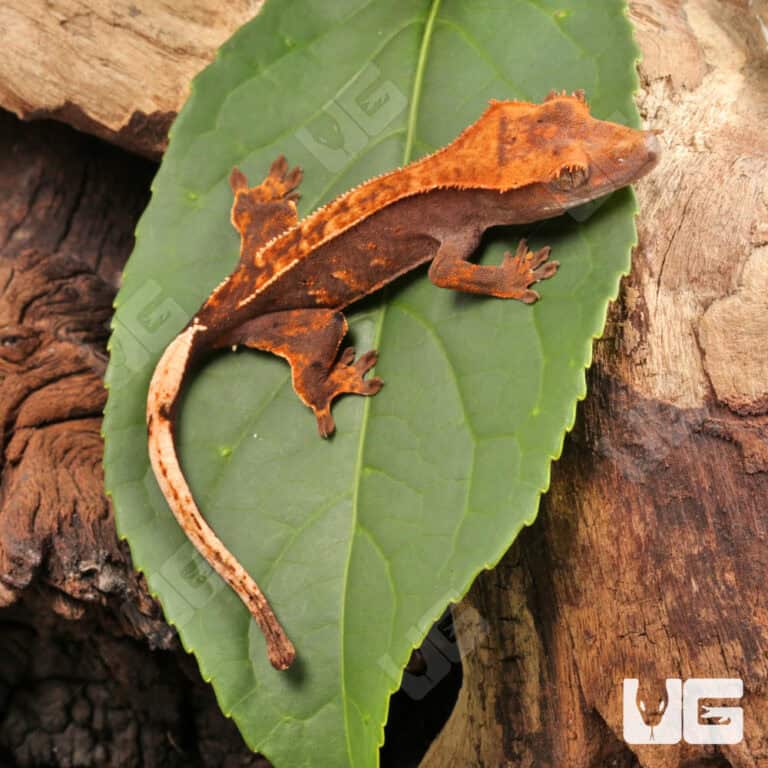 Baby Red Phantom Crested Geckos For Sale - Underground Reptiles