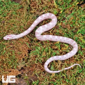 Baby Snow Cornsnakes For Sale - Underground Reptiles