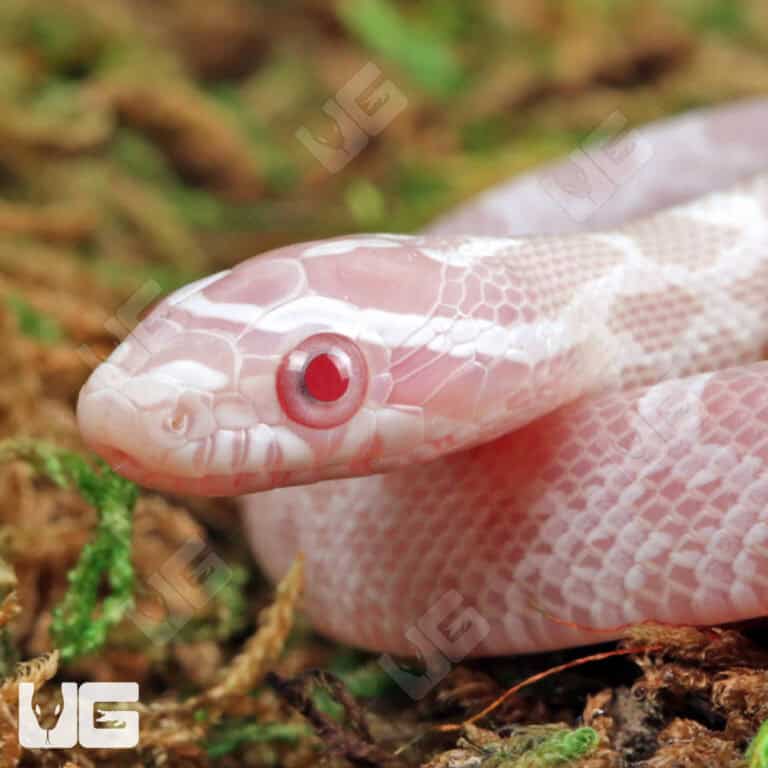 Baby Snow Cornsnakes For Sale - Underground Reptiles