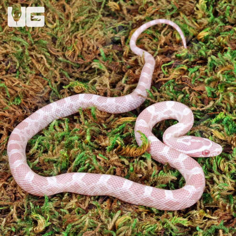 Baby Snow Cornsnakes For Sale - Underground Reptiles