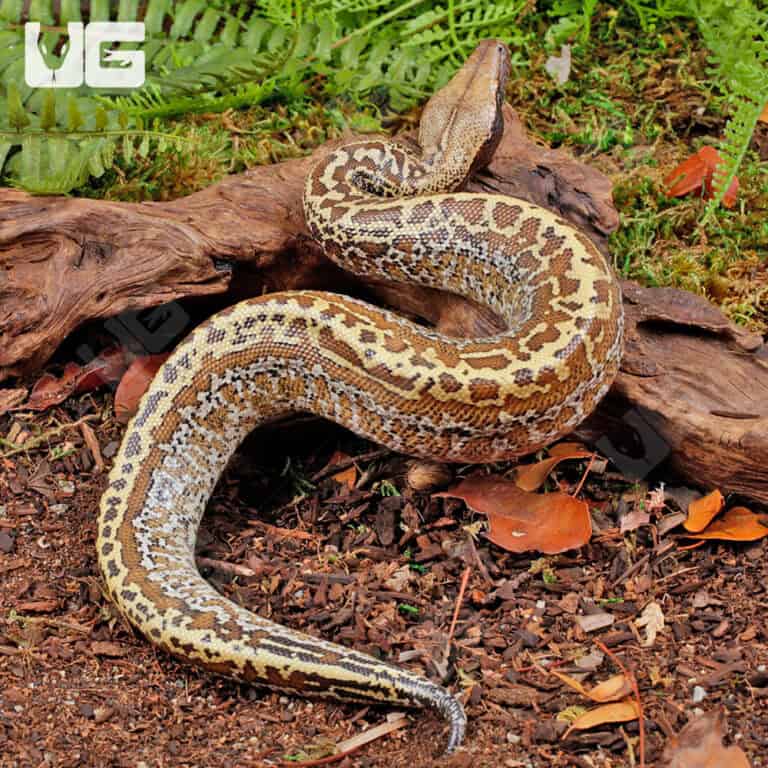 New Reptiles & Amphibians - Underground Reptiles