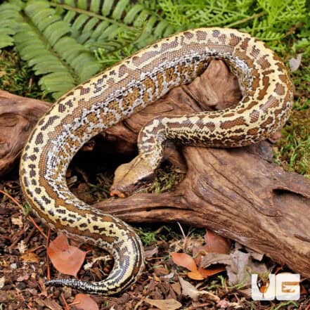 Batik Blood Pythons (Python brongersmai) For Sale - Underground Reptiles