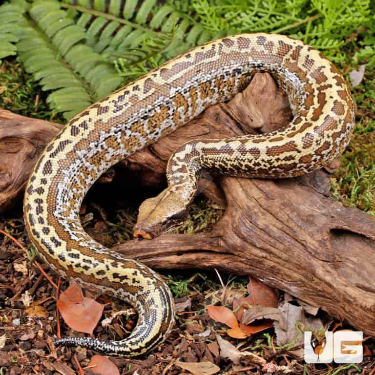 Batik Blood Pythons (Python brongersmai) For Sale - Underground Reptiles