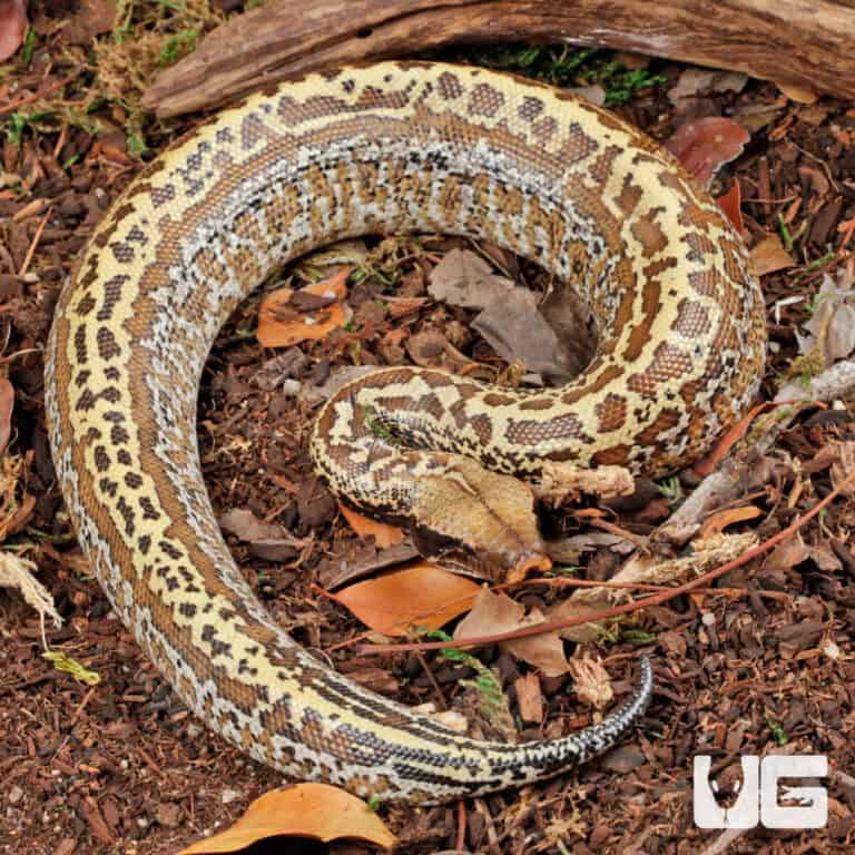 Batik Blood Pythons (Python brongersmai) For Sale - Underground Reptiles