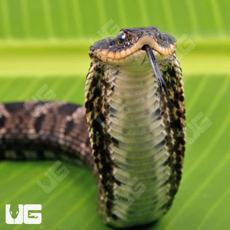 Eastern Hognose Snakes (Heterodon platirhinos) For Sale - Underground ...
