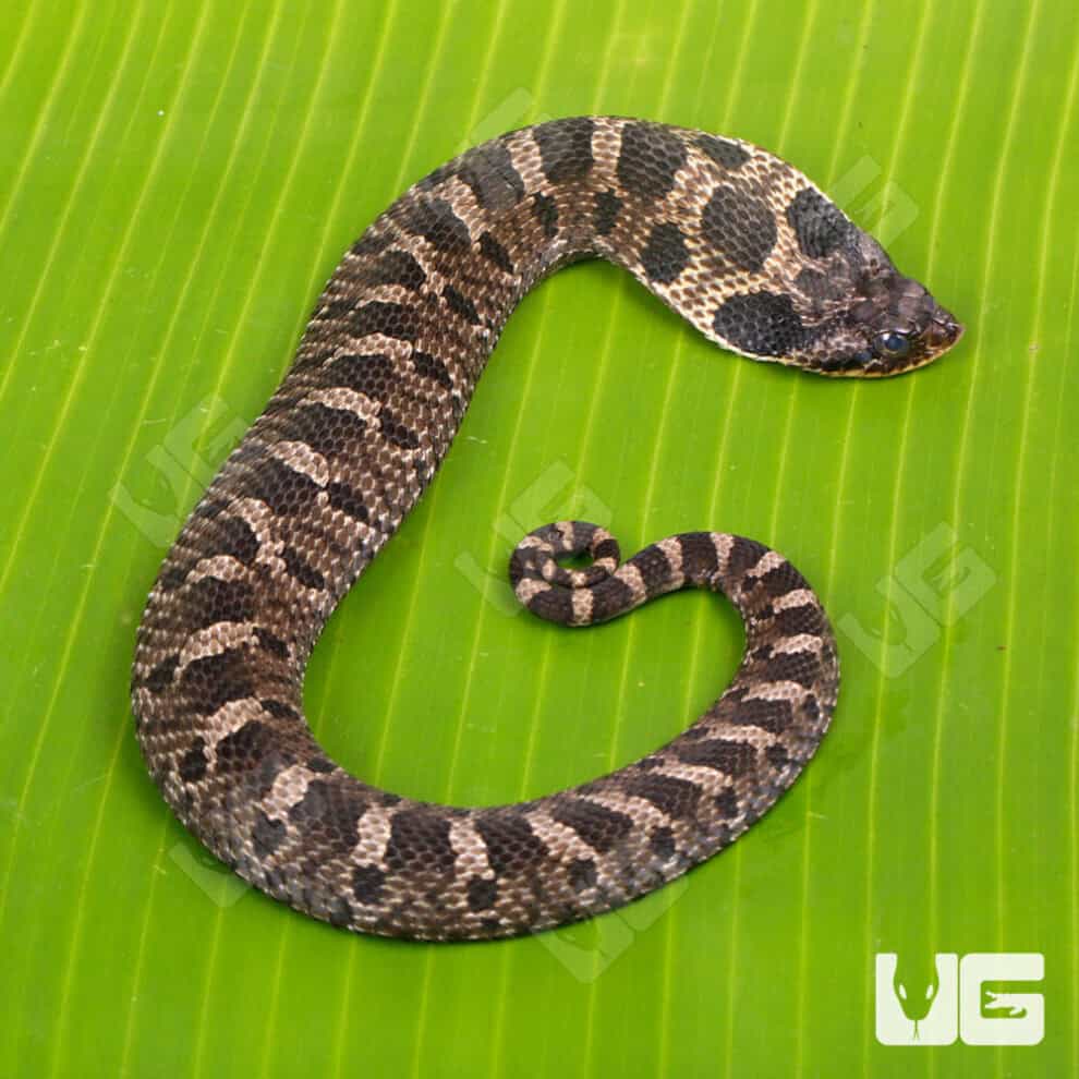 Eastern Hognose Snakes (Heterodon platirhinos) For Sale - Underground ...