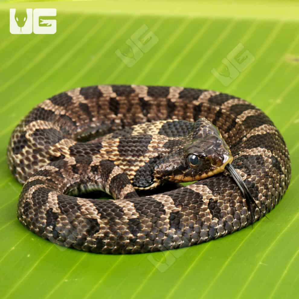 Eastern Hognose Snakes (Heterodon platirhinos) For Sale - Underground ...