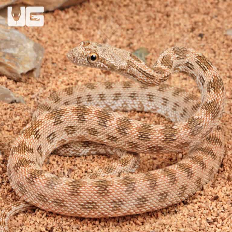 Baby Egyptian Diadem Rat Snake (Spalerosophis diadema) For Sale ...