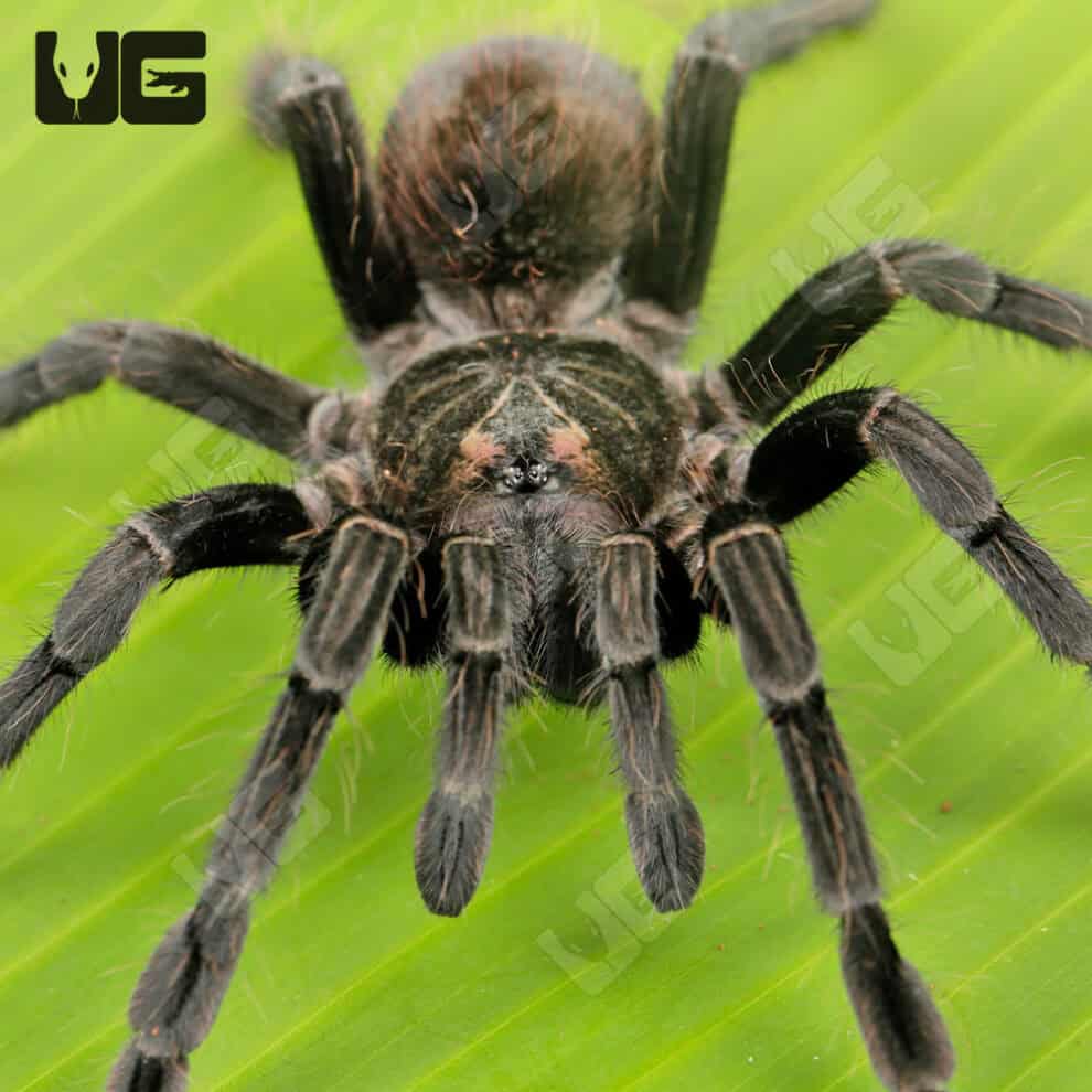 Colombian Blue Bloom Bird Eater Tarantula for sale - Underground Reptiles