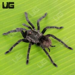 Colombian Blue Bloom Bird Eater Tarantula for sale - Underground Reptiles
