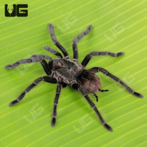 Colombian Blue Bloom Bird Eater Tarantula for sale - Underground Reptiles