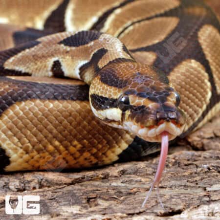 Ball Pythons For Sale - Underground Reptiles